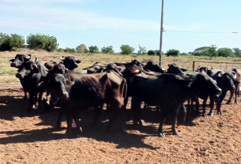 Maracaibo eleva su producción agrícola a un 40%